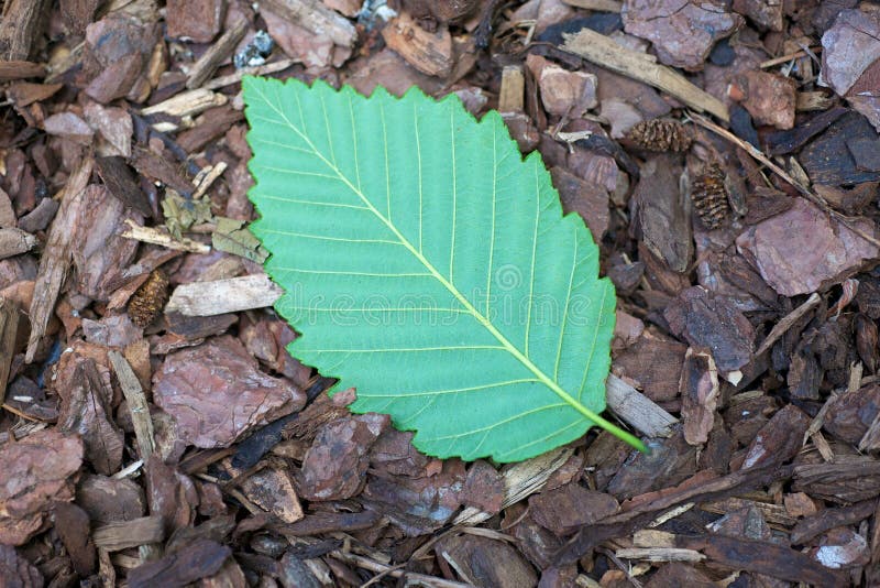 Alder Leaf on Bark stock image. Image of deciduous, ground - 15752383