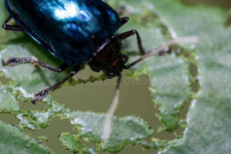 Alder Leaf Beetle or Agelastica Alni Stock Photo - Image of alder ...