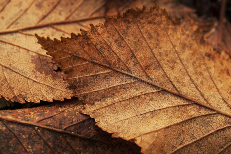 Alder Leaves in Fall stock image. Image of orange, veins - 61494729