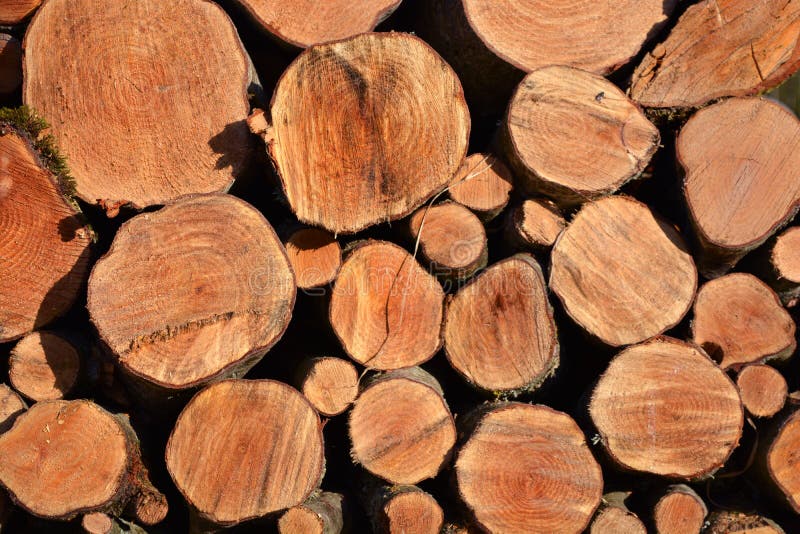 Alder logs on sunny day stock image. Image of heat, environment - 76976813