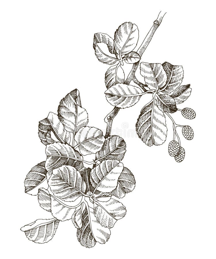 Alder Tree Branch with Cones and Leaves Stock Vector - Illustration of ...