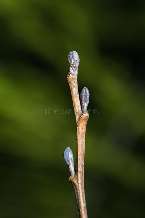 Alder tree buds stock photo. Image of beautiful, hope - 90264452