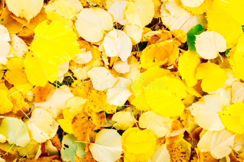 Alder Tree Fall Leaves Background Stock Photo - Image of orange, park ...