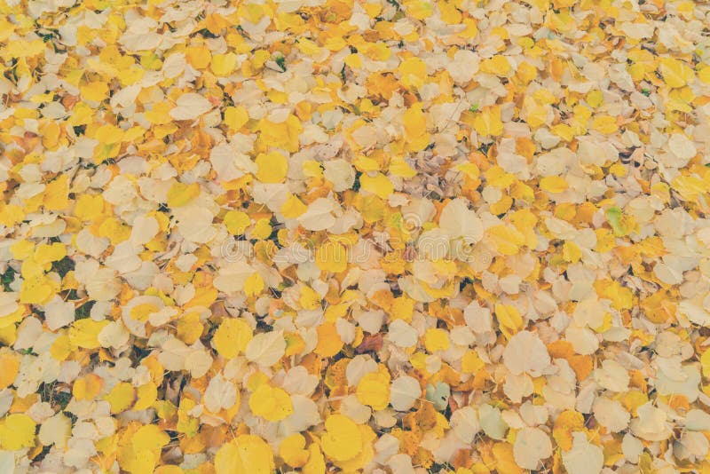 Alder Tree Fall Leaves Background Stock Image - Image of season ...