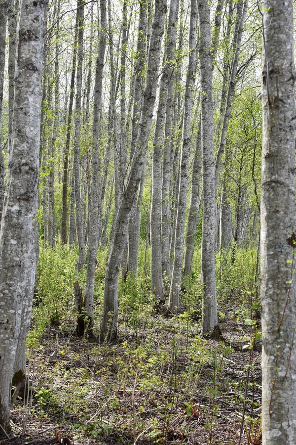 Spring Forest with Alder Trees Stock Photo - Image of long, gray: 147303468