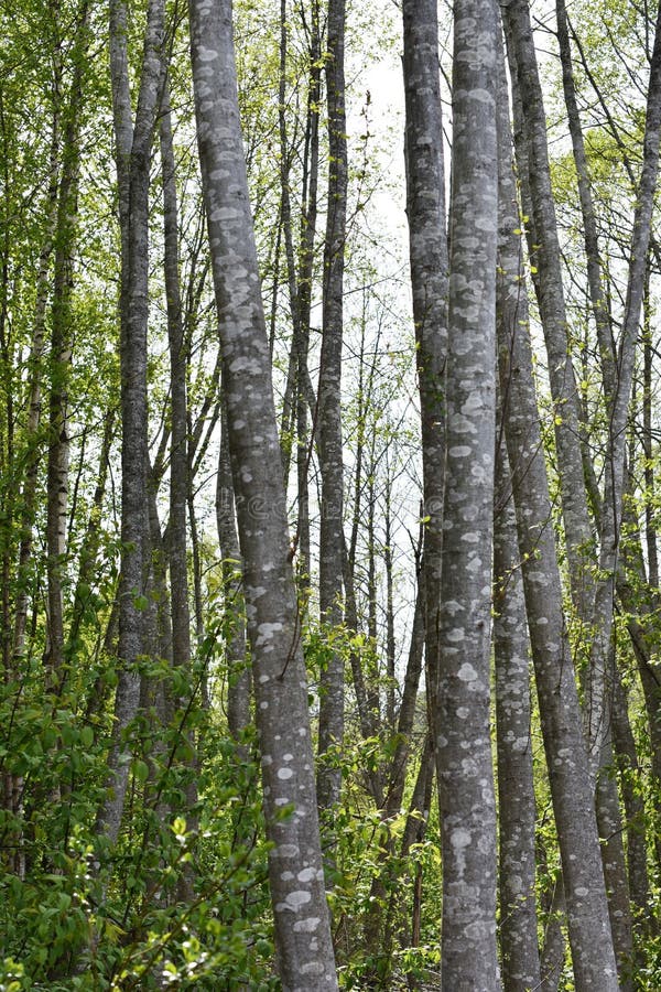 Spring Forest with Alder Trees Stock Photo - Image of stems, tree ...