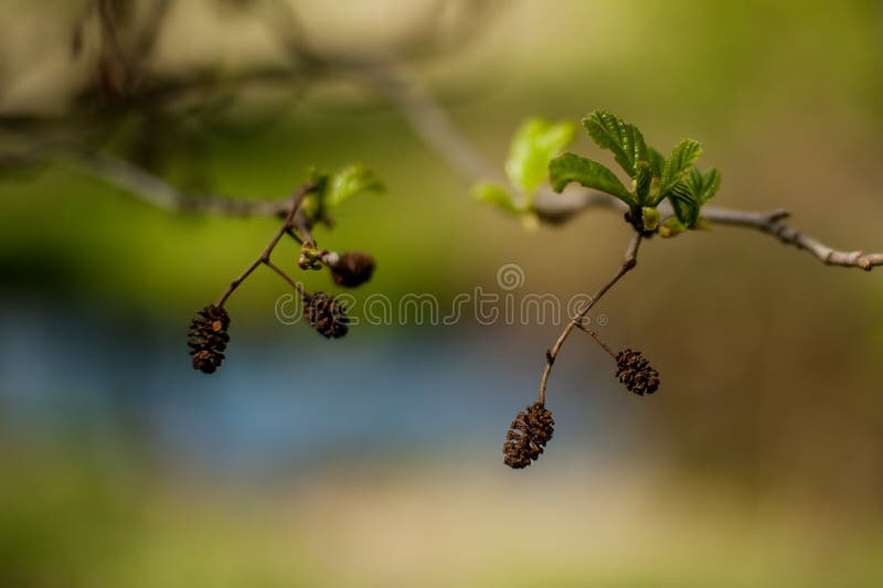 Alder tree fruit stock image. Image of forest, colorful - 85782377