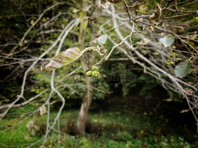 Alder Tree Fruit at Plaiul Foii Stock Image - Image of plaiul, fruit ...