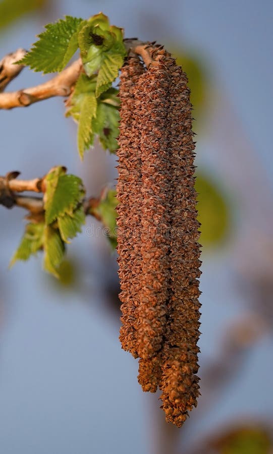 Alder tree its seeds stock photo. Image of buds, wilkha - 275267030