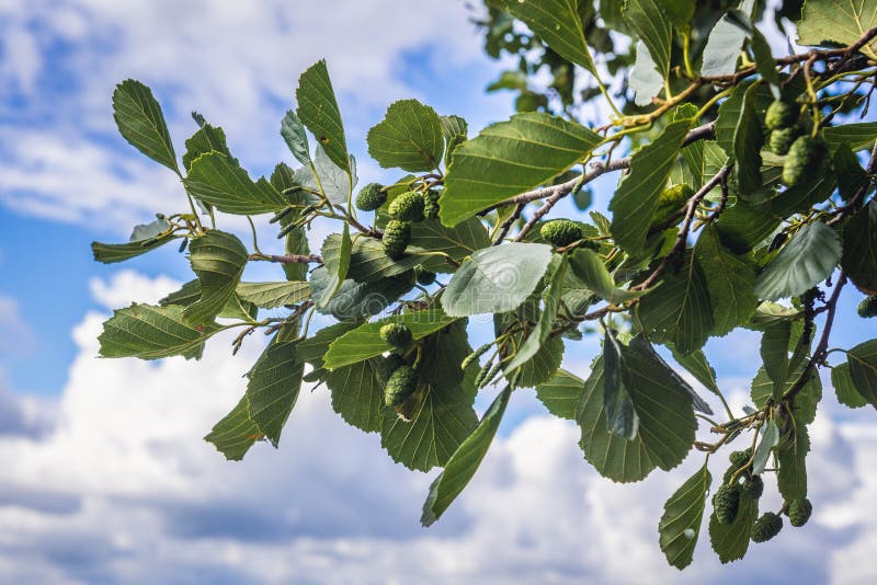 Alder tree leaves stock photo. Image of plant, region - 107924602