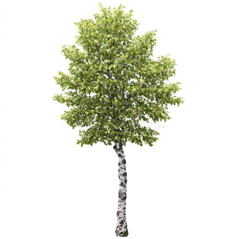 Alder Tree Medium Sized Tree with Dark Fissured Bark and Glossy Rounded ...
