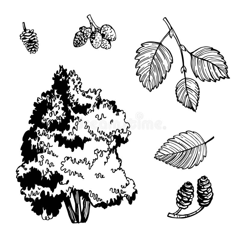 Alder Tree. Sketch Illustration Иллюстрация вектора - иллюстрации ...