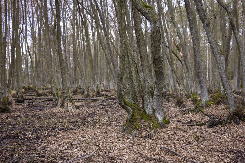 Swamp with Alder Trees in Springtime. a Swamp is a Wetland that is ...