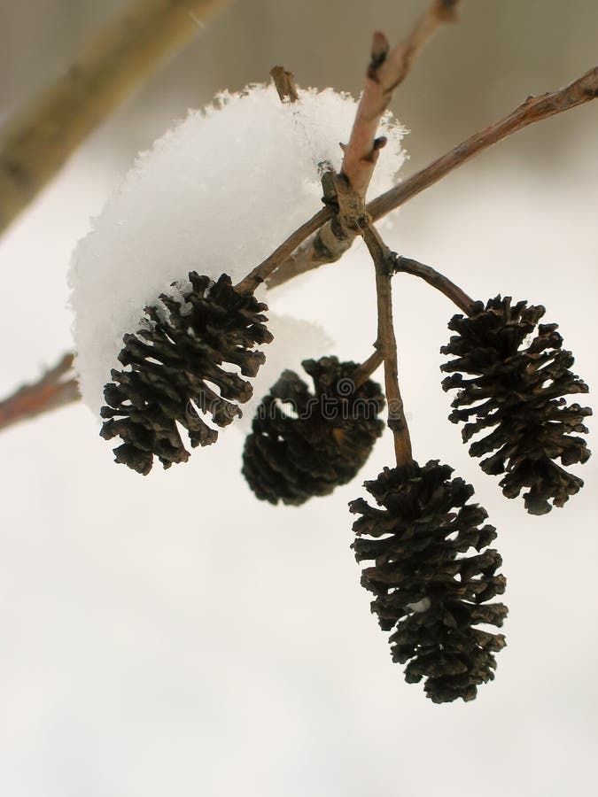 Alder tree stock photo. Image of cone, winter, plant - 101786540