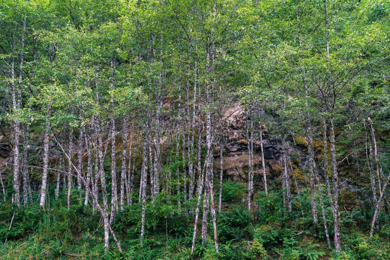 Alder Trees Along the Road stock image. Image of blue - 125130915