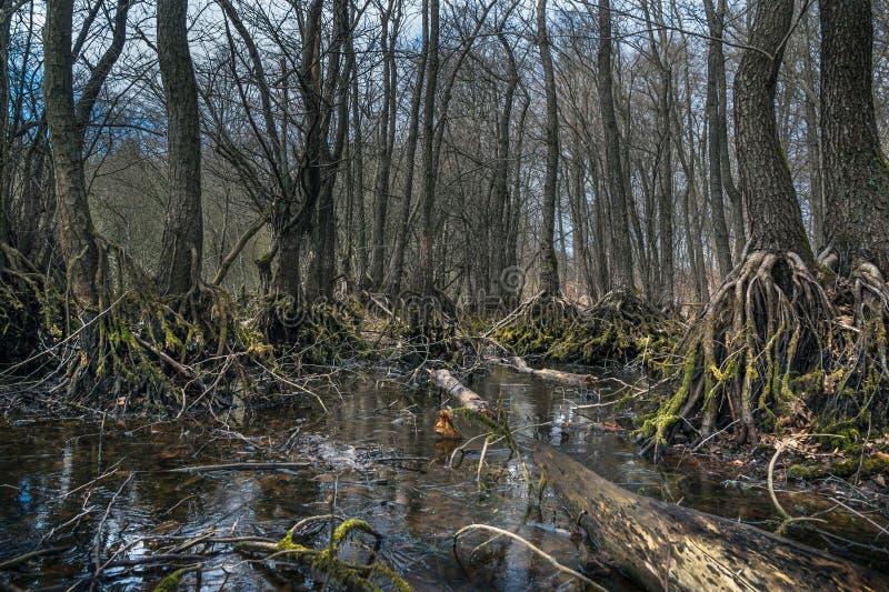 Alder trees in a swamp stock image. Image of wetland - 271040417