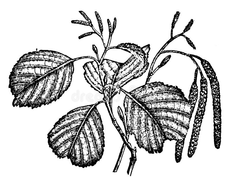 Alder vintage illustration stock vector. Illustration of limb - 163209116