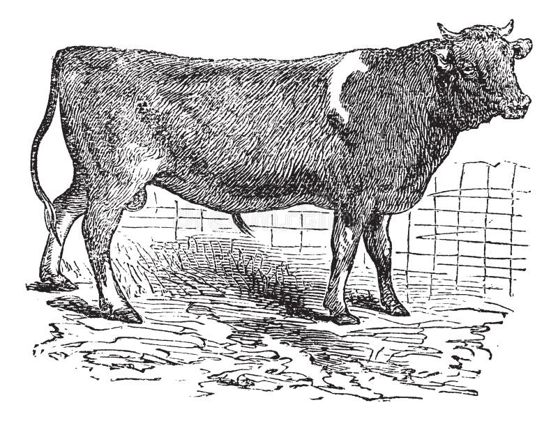 Alderney, Cattle, Vintage Engraving Stock Vector - Illustration of ...