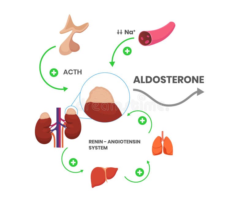 Aldosteron Hormone Syntheis by Adrenal Gland. Mineralcorticoid ... Aldosteron Hormone Syntheis by Adrenal Gland. Mineralcorticoid ...