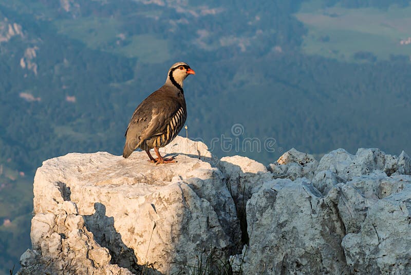 Alectoris graeca stock photo. Image of colored, rock - 47599146