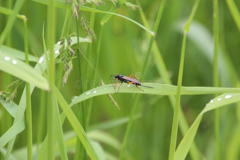 Aleiodes Stock Photos - Free & Royalty-Free Stock Photos from Dreamstime