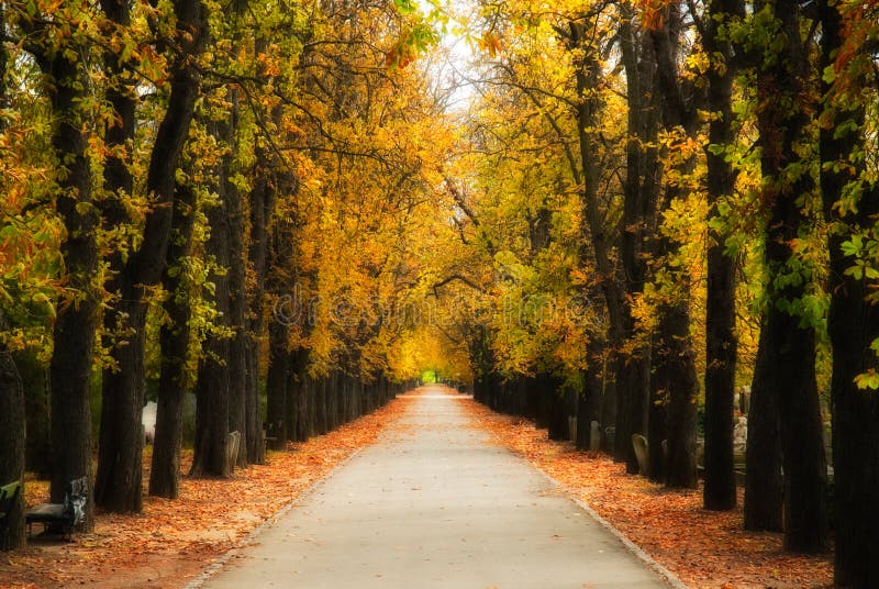 Aleja Z Drzewami W Jesieni W Snowdonia Parku Narodowym W Walia Zdjęcie ...