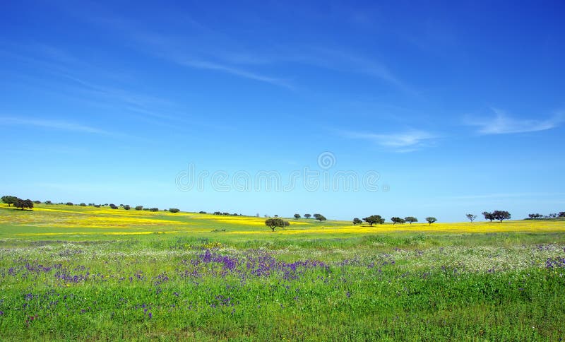 Spring Field - Alentejo, Portugal Stock Photo - Image of grass, color ...