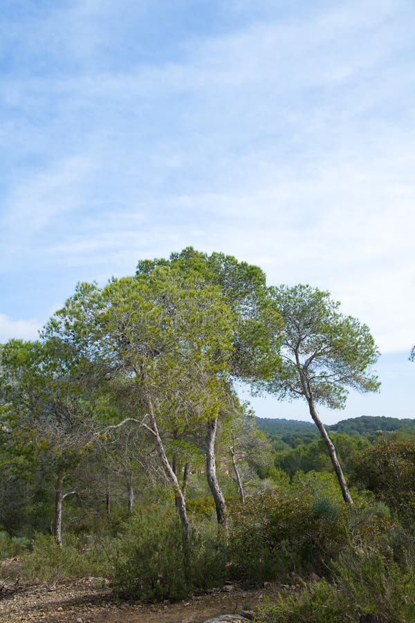 The Aleppo Pine stock photo. Image of plant, aleppo, flora - 13124492