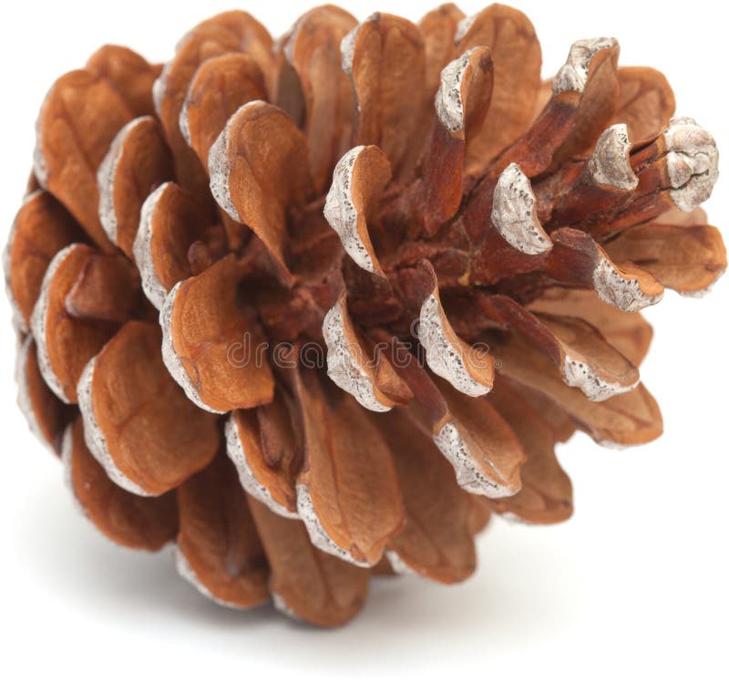 Pine Cone from above stock image. Image of cone, background - 19493331