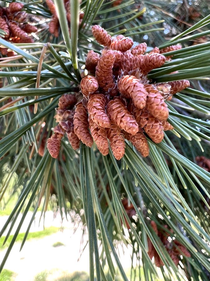 422 Jerusalem Pine Tree Stock Photos - Free & Royalty-Free Stock Photos ...