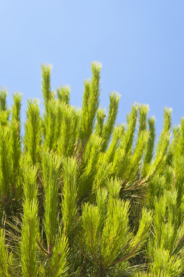 Aleppo Pine Pinus Halepensis Woodland Stock Photo - Image of malta ...