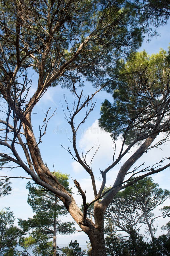 Aleppo pine tree stock image. Image of aleppo, vertical - 381376477