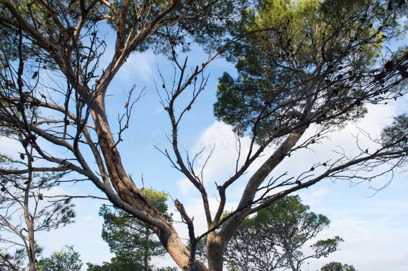 Aleppo pine tree stock image. Image of view, trees, growth - 381376571