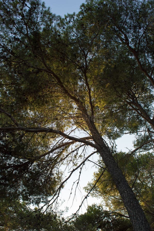 Aleppo pine tree stock photo. Image of woods, outdoors - 251316990