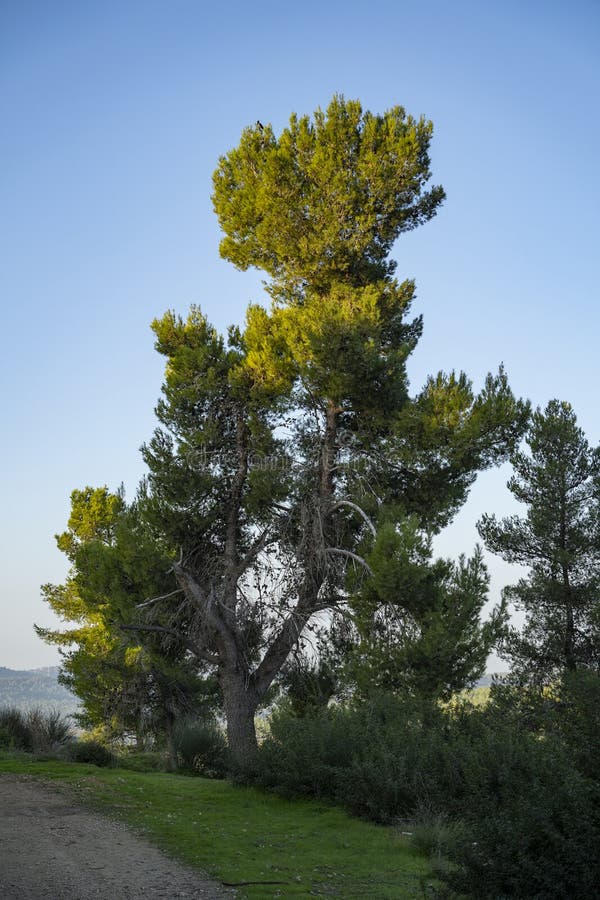 Aleppo pine tree stock image. Image of outdoor, aleppo - 101241981