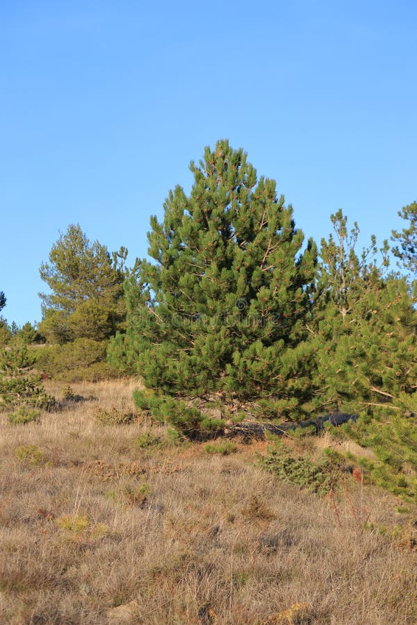 Aleppo pine tree stock photo. Image of aleppo, pine - 100955356