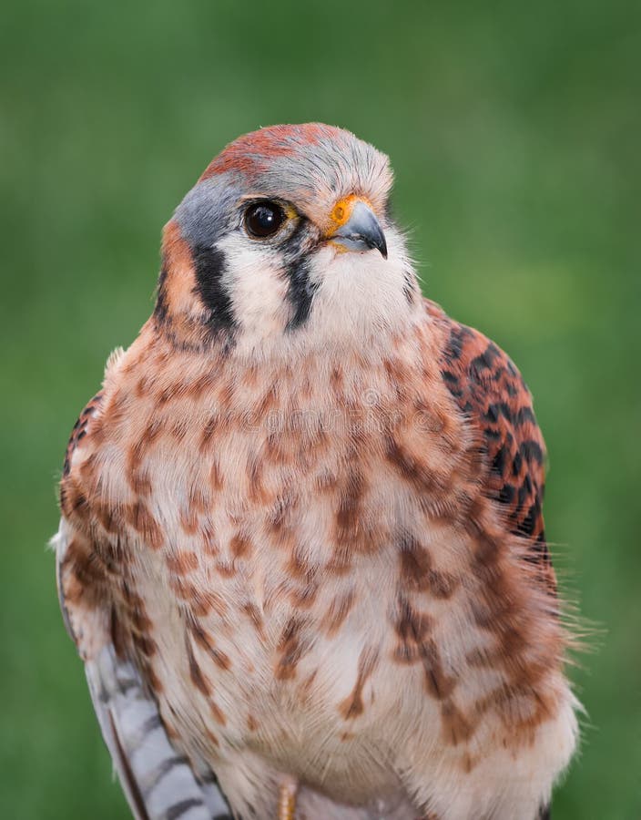 American Kestrel stock photo. Image of prey, american, raptor - 108276