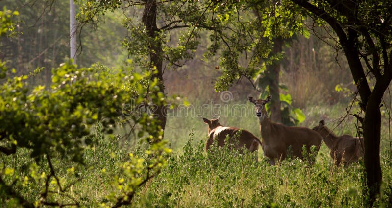 Alert Animals Grazing in the Wild. Stock Photo - Image of environment ...