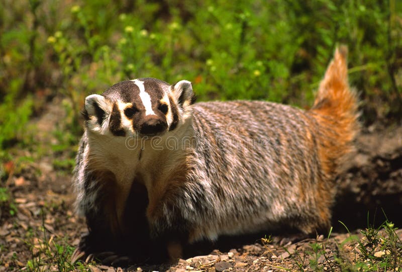 Beaver stock photo. Image of rodent, canadian, beaver - 3542562
