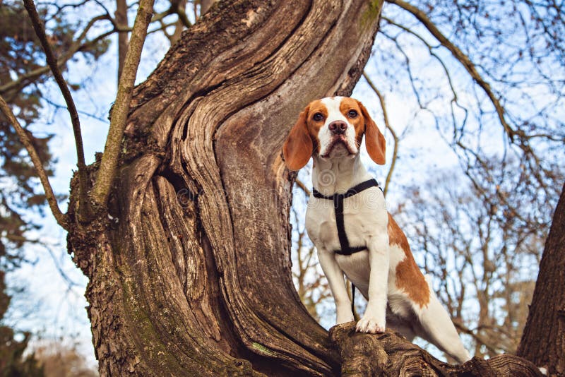 Alert Beagle Puppy on the Tree Stock Photo - Image of doggy, breed ...