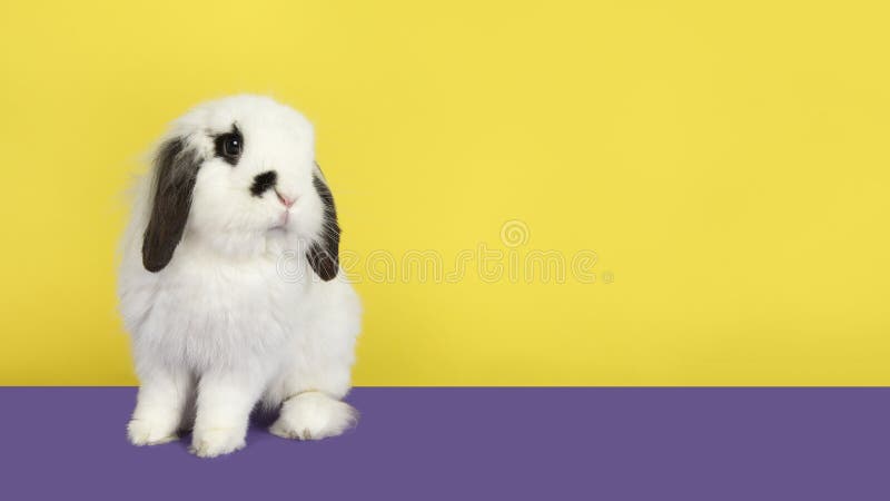Alert Rabbit on a Purple Background Stock Image - Image of purple ...