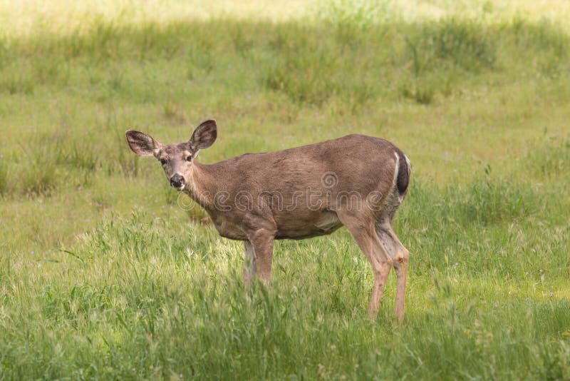 Alert Blacktail Deer Doe stock photo. Image of outdoors - 50827856