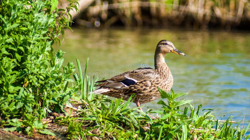Alert Brown Duck at the Water`s Edge Stock Image - Image of fauna ...