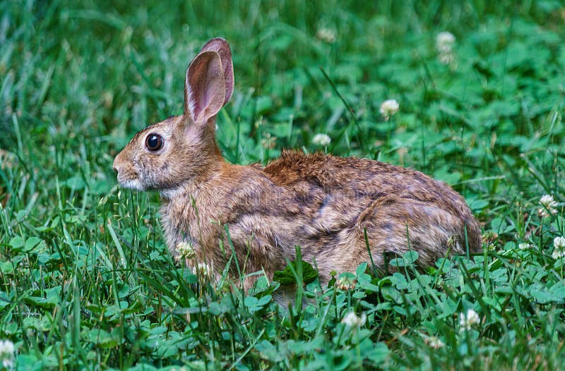 The Rabbit Crouching stock image. Image of lovely, nature - 96553803 The Rabbit Crouching stock image. Image of lovely, nature - 96553803