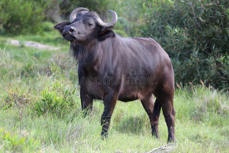 Angry Buffalo stock photo. Image of threatening, mammal - 35492202