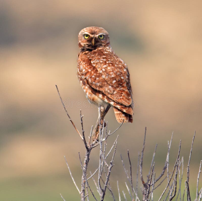Smooth Eyed Bush Stock Photos - Free & Royalty-Free Stock Photos from ...