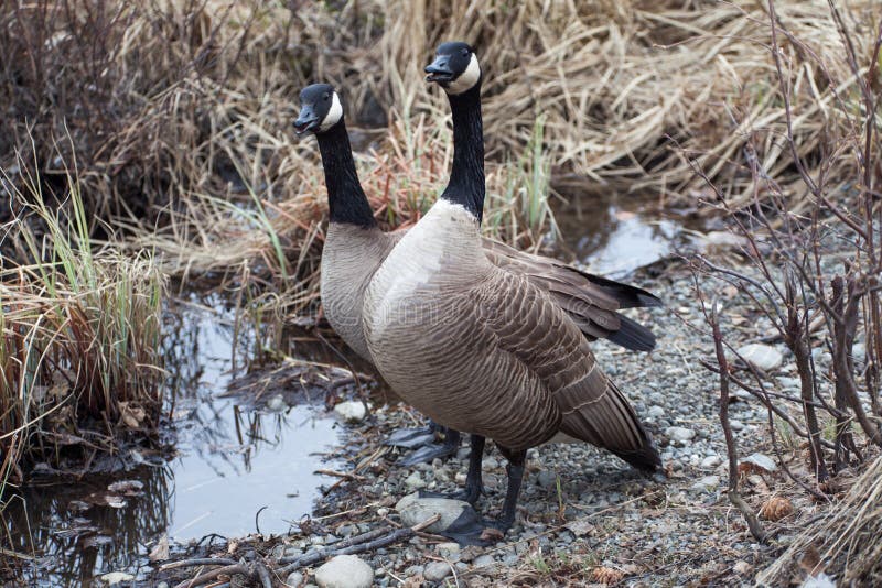 Alert Canadian Geese stock photo. Image of waterfowl - 31330854