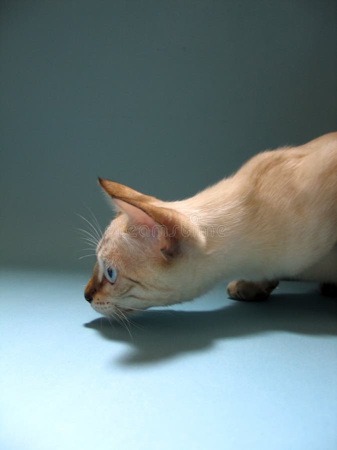 Alert cat stock image. Image of female, profile, cats - 1899233