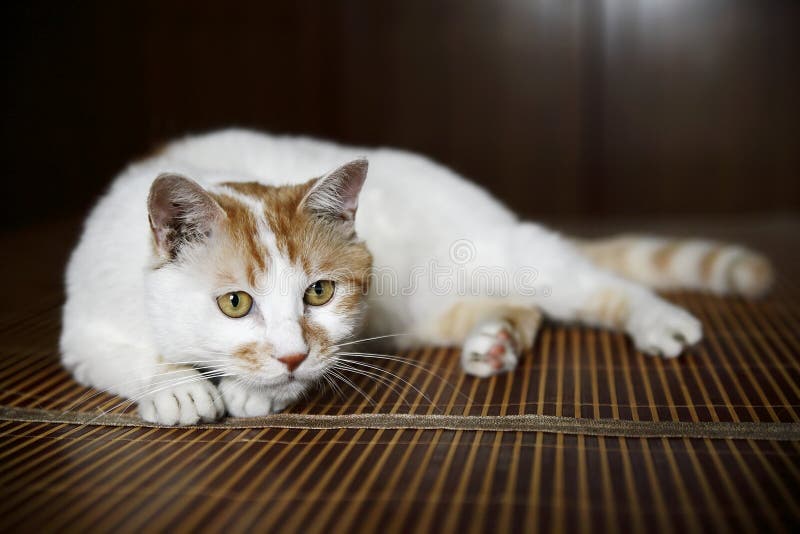 Siamese cat stock photo. Image of portrait, breed, stare - 9703032
