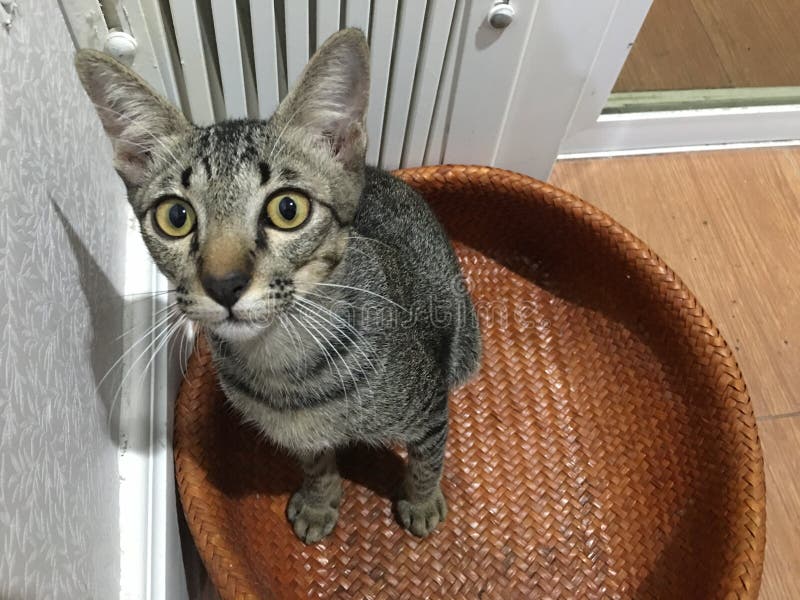 Alert cat afraid of camera stock photo. Image of camera - 76972842